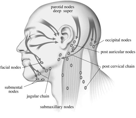 Posterior Auricular Lymph Node