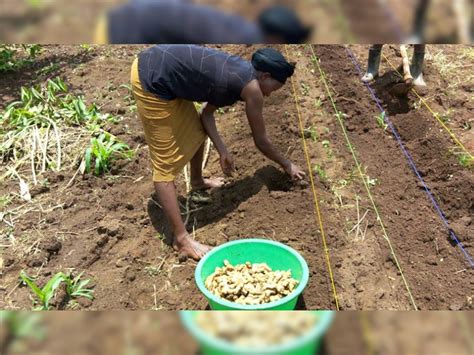 Business Idea Start Business Of Ginger Farming And Earn 15 Lakh Know
