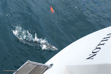 배경 화면 보트 바다 차량 물고기 옥수수 요트 어업 그레이트 화이트 상어 바라쿠다 참치 대양 안다만 푸케 티아 사람 돛