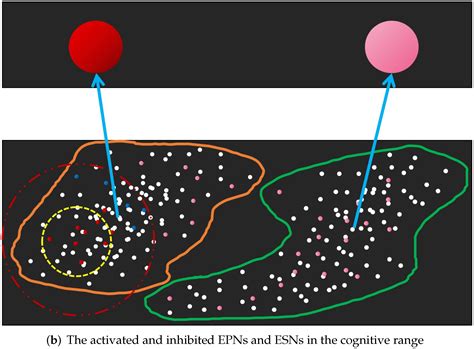 Applying the Properties of Neurons in Machine Learning: A Brain-like ...