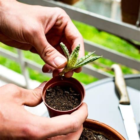 How To Propagate String Of Pearls