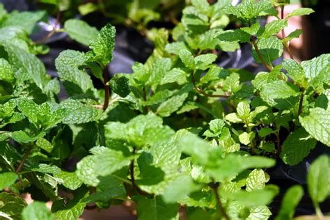 Does Mint Repel Bugs Pests You Can Keep Away With Mint Gardening Chief