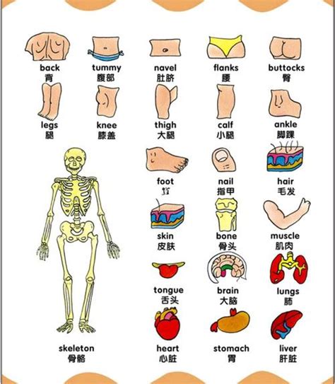 🧠💥人体内脏器官英文名称图解