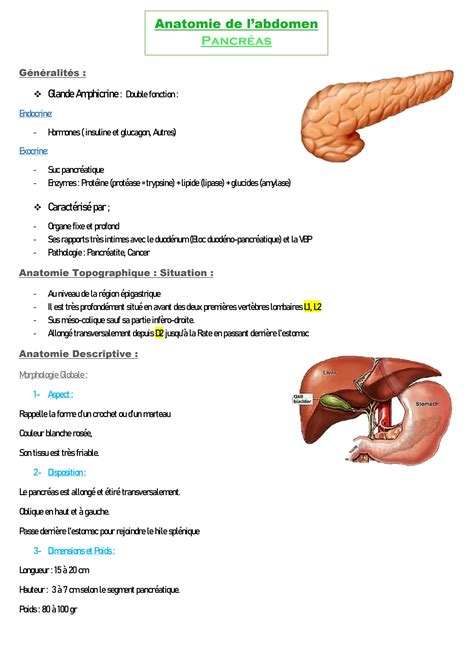 SOLUTION Anatomie Pancréas Studypool