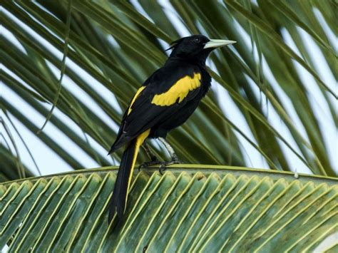 Yellow Winged Cacique Cassiculus Melanicterus In Mexico