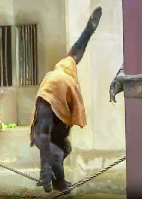 Shabani Gorilla Wikipedia