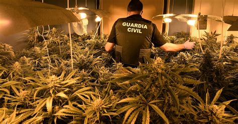 Un Trabajador Es Despedido Por Cultivar Marihuana En La Finca De Su