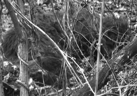 Famous Quotes About Bigfoot Quotesgram