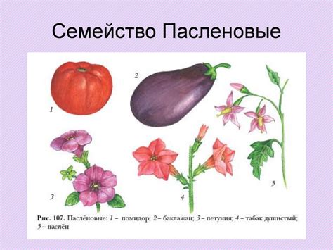 Классы и семейства Цветковых растений презентация онлайн