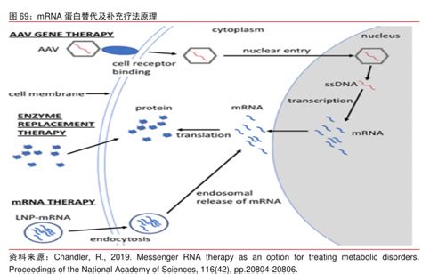 Mrna蛋白替代及补充疗法原理 2022年07月 行业研究数据 小牛行研