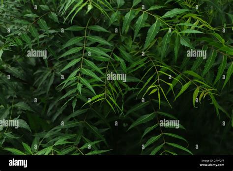 Azadirachta Indica Commonly Known As Neem Nimtree Or Indian Lilac