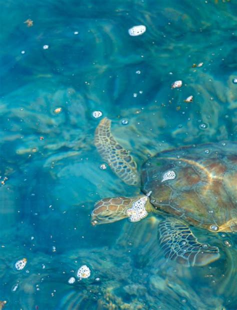 Turtle Nesting