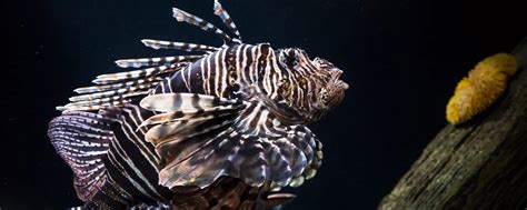 Venomous Fish Lionfish Starfish And More Sea Life Sydney