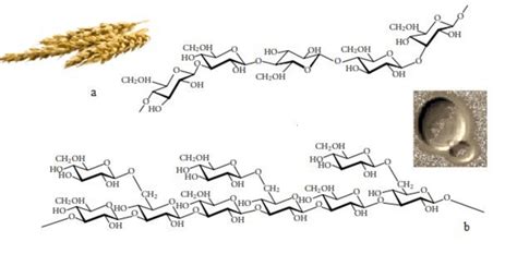 β Glucans Extracted A From Barley β 13 14 D Glucan And B From Download Scientific
