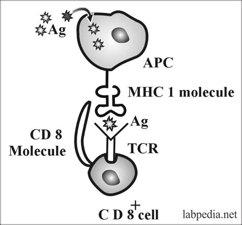 Chapter 10 Human Leucocyte Antigen Hla Major Histocompatibility Complex Mhc