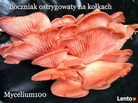 GRZYBNIA NA KOŁKACH Boczniak ostrygowaty Warszawa