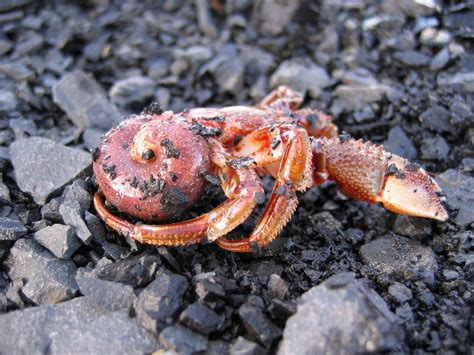 Can A Hermit Crab Live Without A Shell