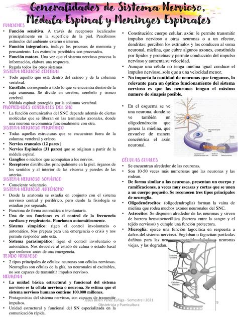SOLUTION Generalidades de sistema nervioso médula espinal y meninges Studypool