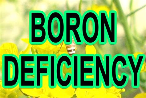 How To Identify And Treat Boron Deficiency In Plants Advantages And