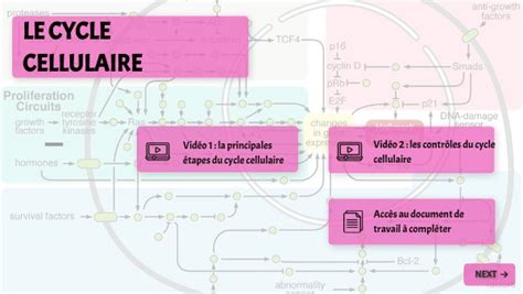 Cycle Cellulaire Et Différenciation Genially