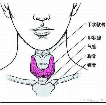 人体的甲状腺在什么位置示意图 知乎