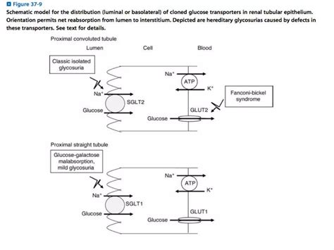 Glucosuria Pptx
