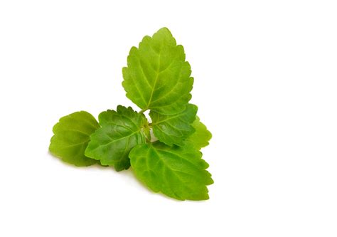 Pure Patchouli Essential Oil 10ml Buy Pure Essential Oils From