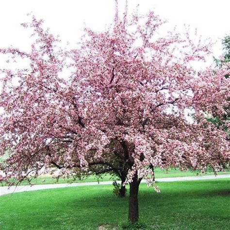Malus Robinson│larbre Est Dans Ses Fleurs