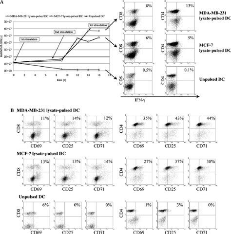 Proliferation Activation And Ifn Secretion Of Stimulated T Cells
