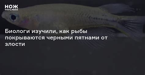 Биологи изучили как рыбы покрываются черными пятнами от злости — Нож
