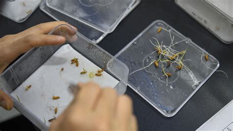 China Collects 124 000 New Agricultural Germplasm Resources Cgtn