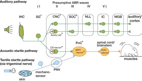 Is Essential For Normal Structure And Function Of Auditory Nerve