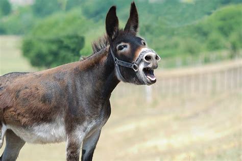 Donkey - Animal Facts for Kids - Characteristics & Pictures
