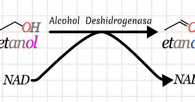 Ciencias de Joseleg QUÍMICA DEL ALCOHOL EN EL CUERPO HUMANO