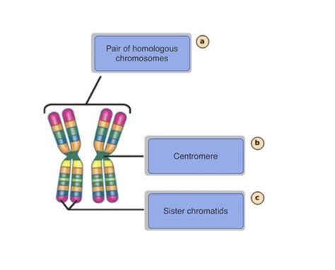 Chapter 4 Eukaryotes Flashcards Quizlet