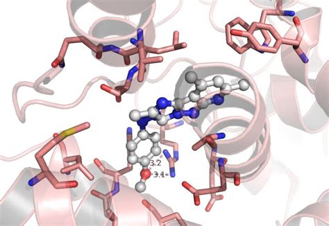 Hypothetical Binding Modes Of Compound 5c A And 5e B In Cox 2 Download Scientific Diagram