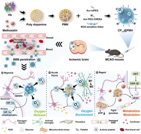 复旦蒋晨教授团队在仿生递药系统治疗急性缺血性脑卒中领域获进展 知乎