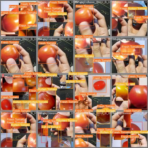 基于yolov8 yolov7 yolov6 yolov5的番茄新鲜程度检测系统（深度学习 ui界面 训练数据集） 基于yolov8的西红柿
