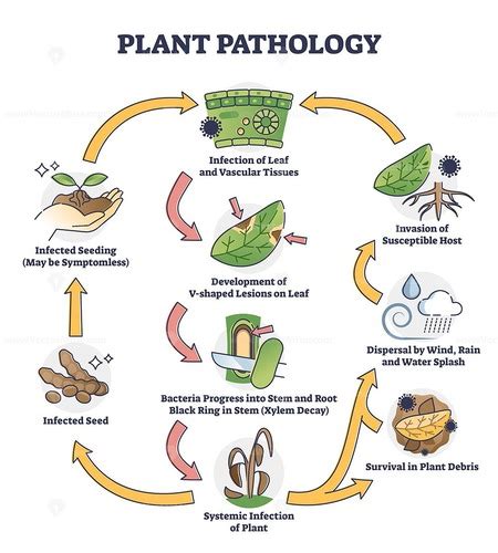Plant Pathology Exam 2 Flashcards Quizlet