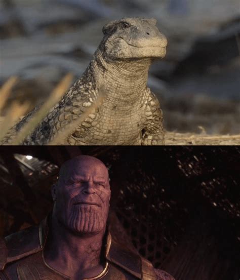 Simosuchus Looks Out Upon A Grateful Universe R Dinosaurs