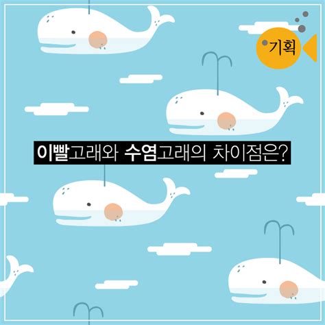 고래종류 수염고래와 이빨고래의 차이점 네이버 블로그