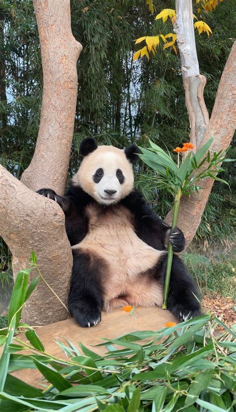 에버랜드 아기판다 푸바오 근황 유머움짤이슈 에펨코리아