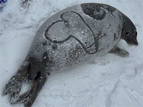Seal With Penis Drawn In Snow On Back Snow Covered Seal With Penis
