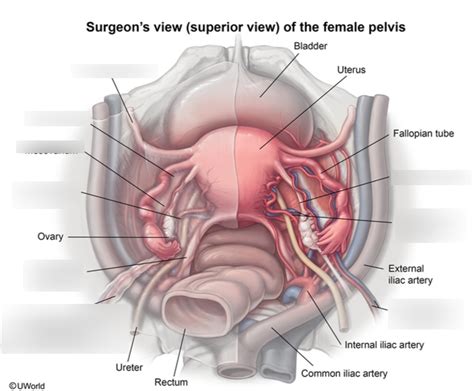 Uterus Diagram Quizlet