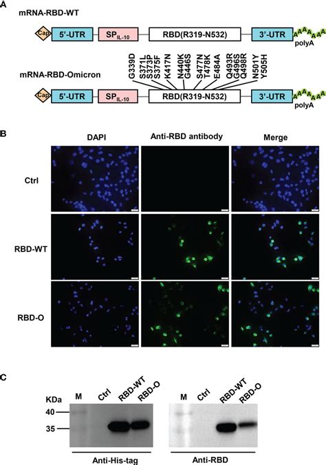 Frontiers Neutralizing Potency Of Prototype And Omicron RBD MRNA