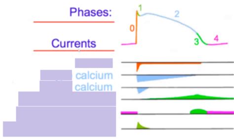 Physiology Cardiology 4 Flashcards Quizlet