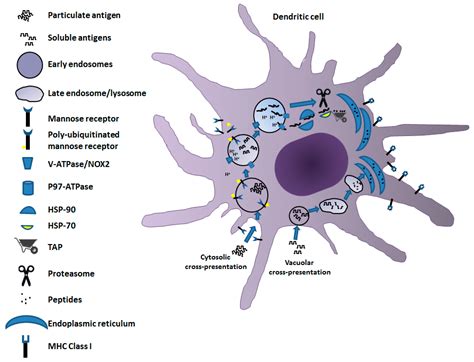 Virus Induced Cd8 T Cell Immunity And Its Exploitation To Contain The
