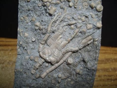 Beautifully Detailed German Crinoid Name Encrinus Liliiformis Age Triassic Mil Yrs