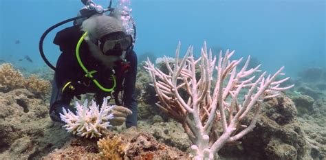 海水温度升高 大堡礁出现5年内第三次大规模珊瑚白化 中国气候变化信息网