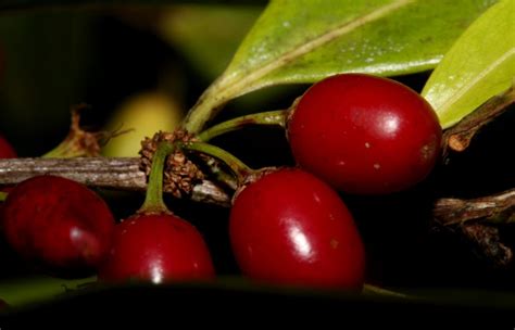 Erythroxylum Macrophyllum Área De Conservación Guanacaste